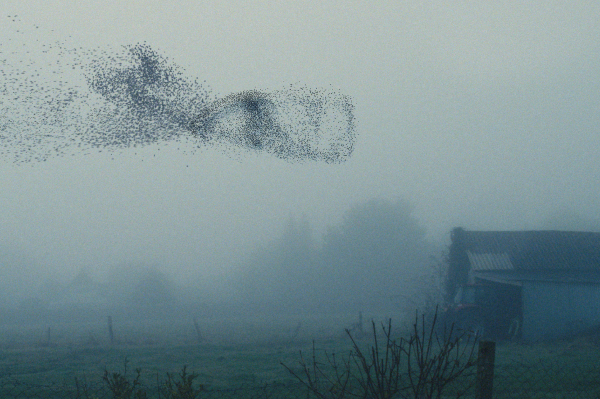 Download Free Bird Stock Footage: Professional 4K VFX Assets | FX Elements