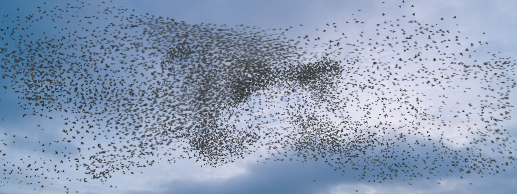 4k Flocking Birds VFX Footage