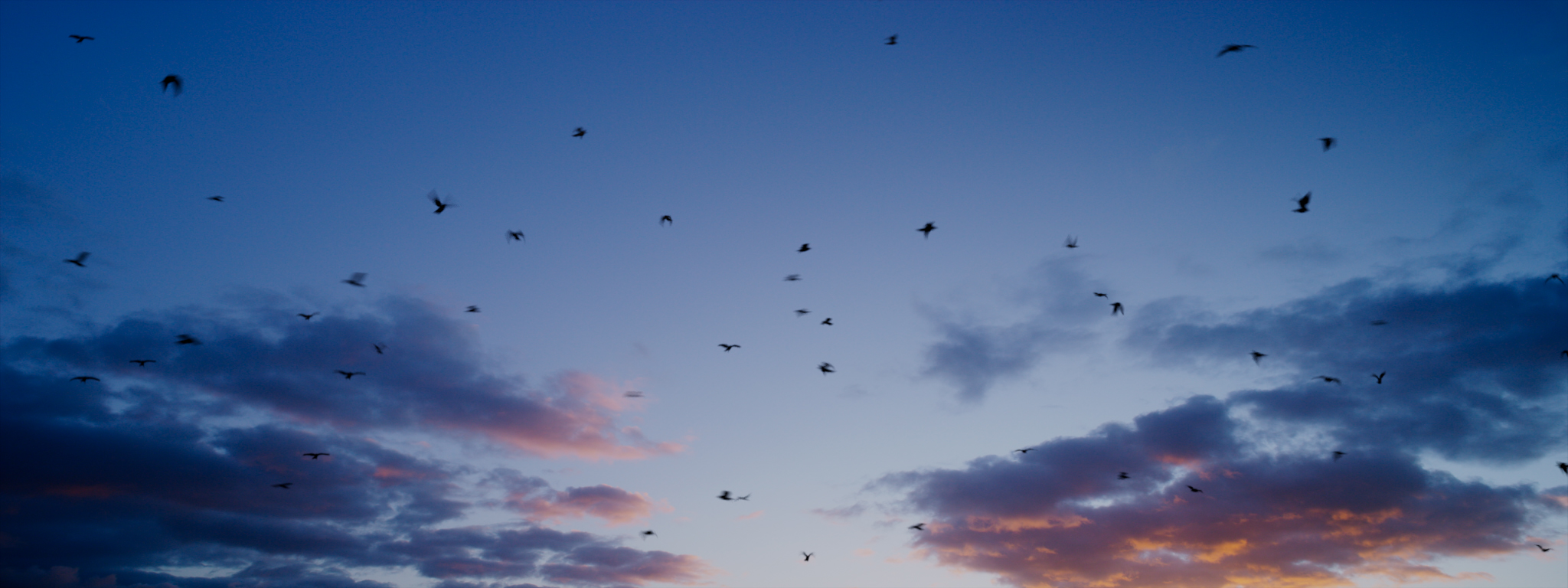Realistic Flocking Crow Effects: VFX Footage for Filmmakers